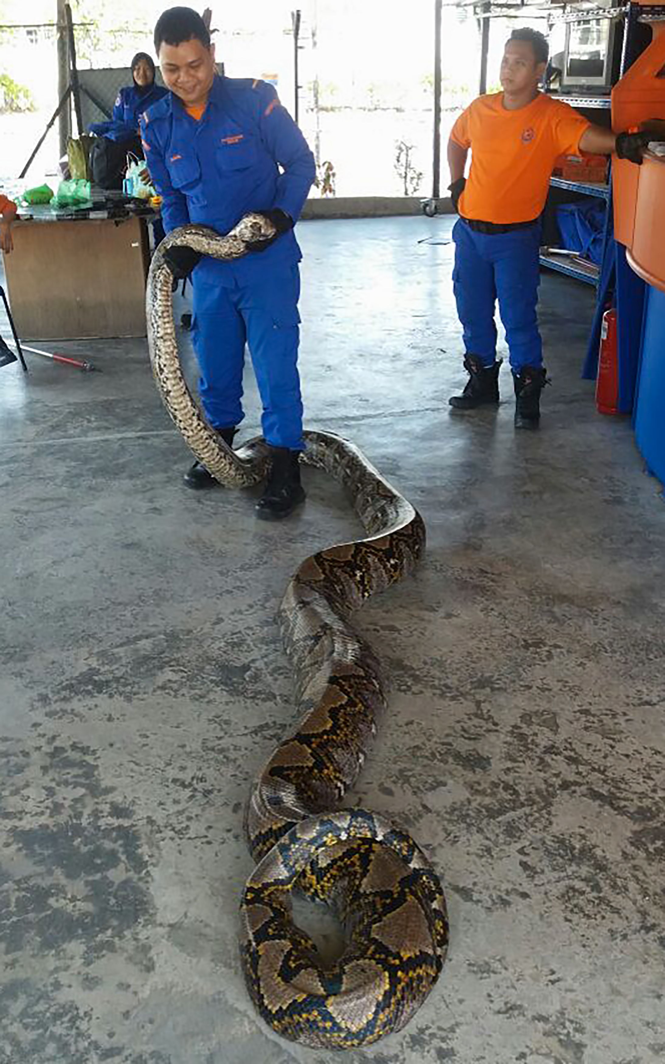26 foot long Python Might Be Longest Snake Ever Caught Wtsp